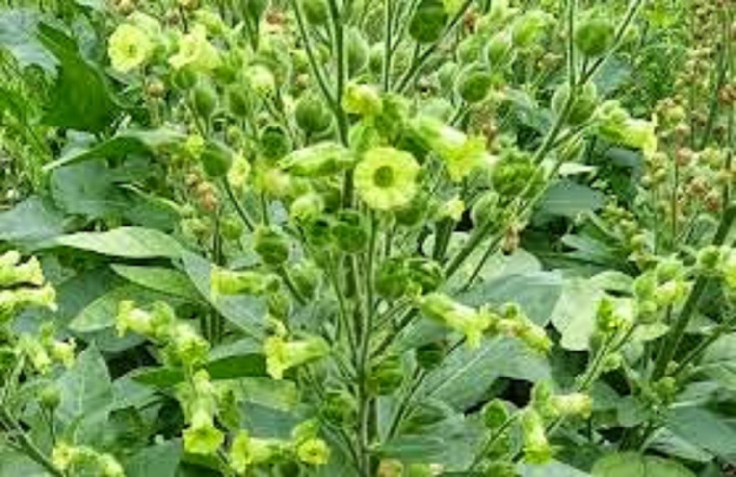 Ancient Wild Tobacco Nicotiana rustica 0.1g 250 Seeds | Etsy