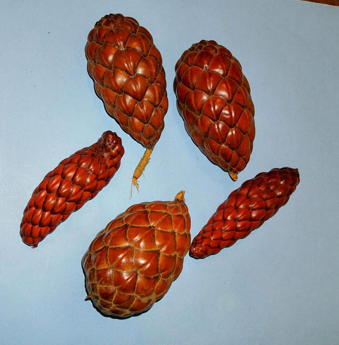 Brown/red Set of 5 ( Palm Fruit ) Thika Pods - Etsy