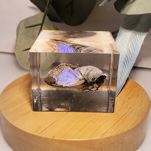 Custom Insect Keepsake, Insects in Resin, Put Your Bug in Resin, Real ...