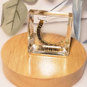 Custom Insect Keepsake, Insects in Resin, Put Your Bug in Resin, Real ...