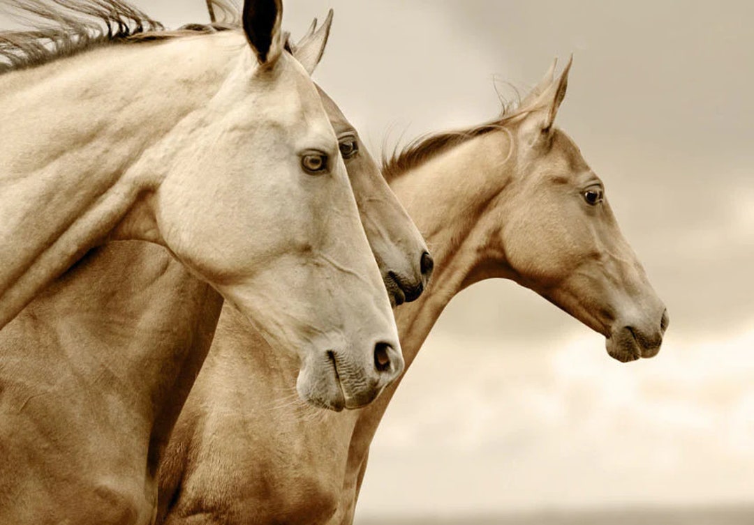 SEPIA HORSES - A1 & A3 - Mint by Michelle Decoupage Paper - Etsy
