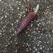 Small Medieval Neck Knife With Scabbard - Etsy