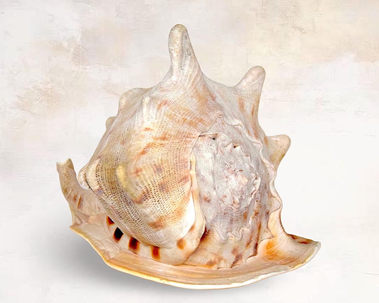 Seashells - Large "king Helmet" Seashell - Cassis Tuberosa - Cassidae ...