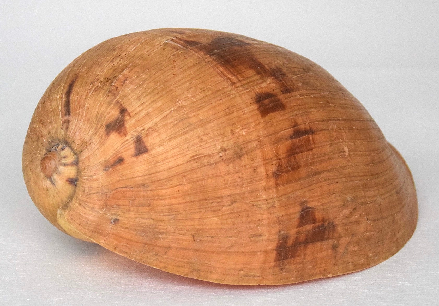 Large indian Volute Seashell Melo Melo - Etsy