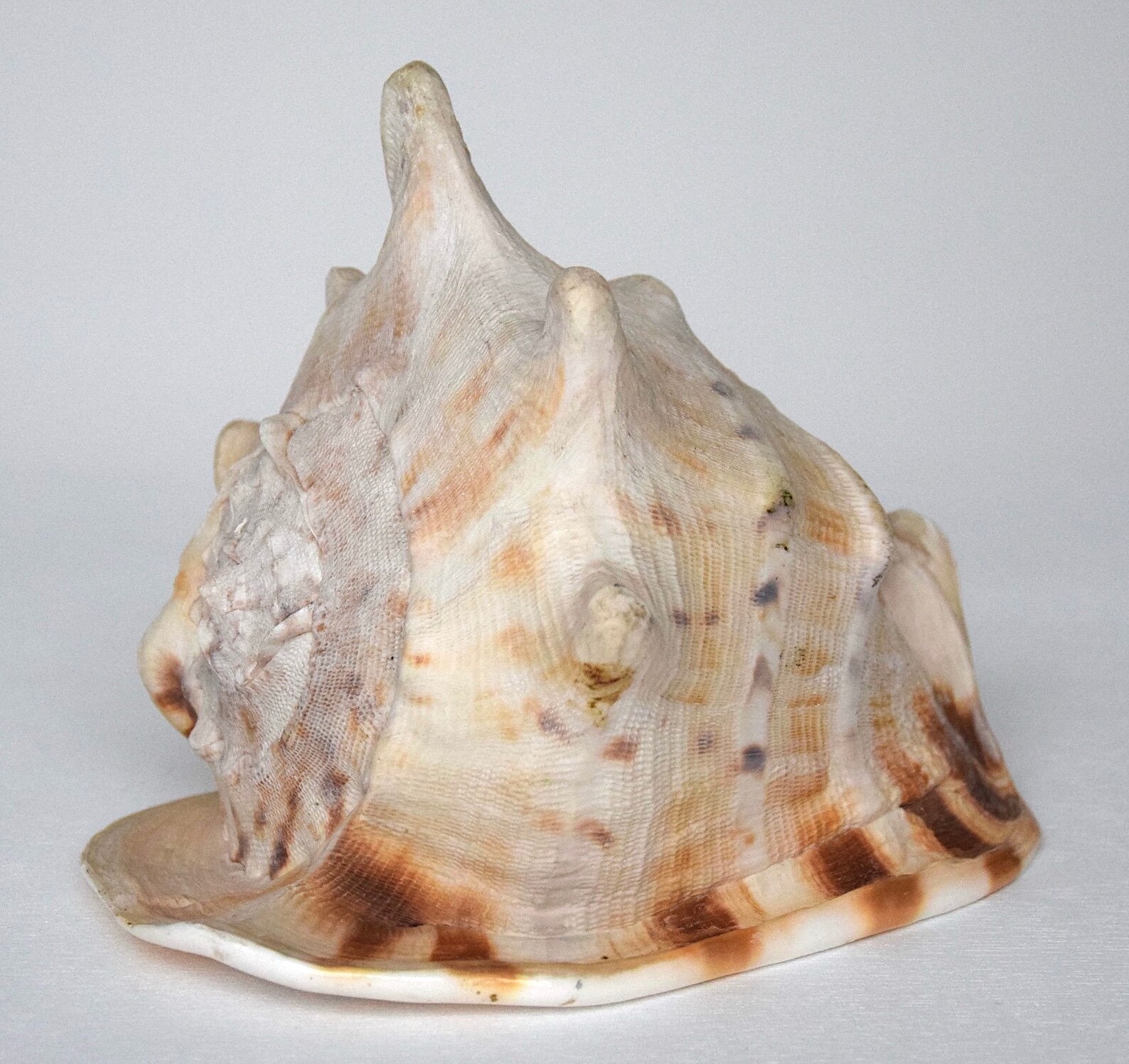 Seashells - Large "king Helmet" Seashell - Cassis Tuberosa - Cassidae ...