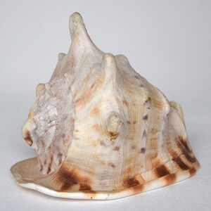 Seashells - Large "king Helmet" Seashell - Cassis Tuberosa - Cassidae ...