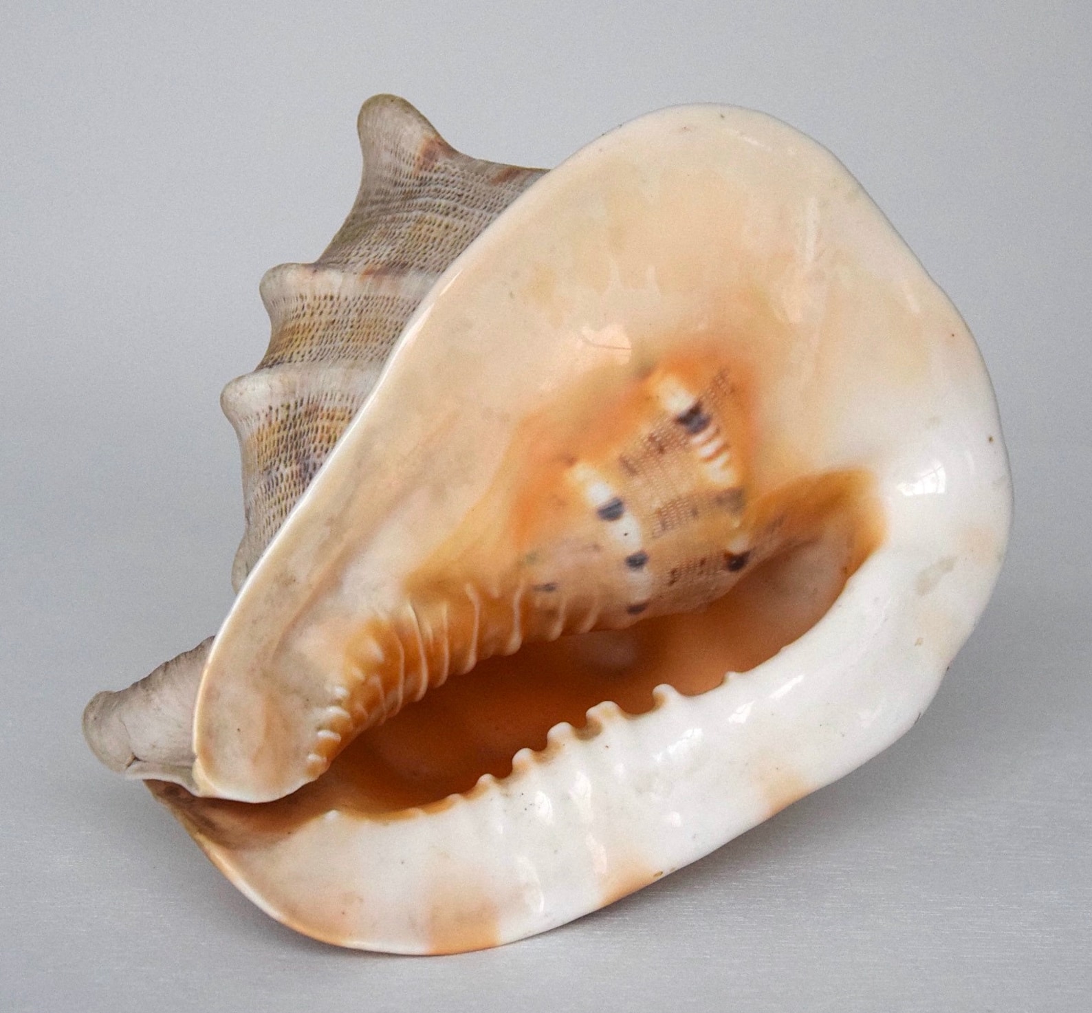Seashells - Large "king Helmet" Seashell - Cassis Tuberosa - Cassidae ...
