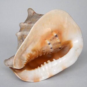 Seashells - Large "king Helmet" Seashell - Cassis Tuberosa - Cassidae ...