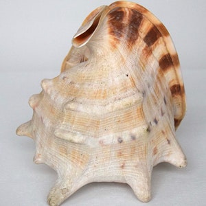 Seashells - Large "king Helmet" Seashell - Cassis Tuberosa - Cassidae ...