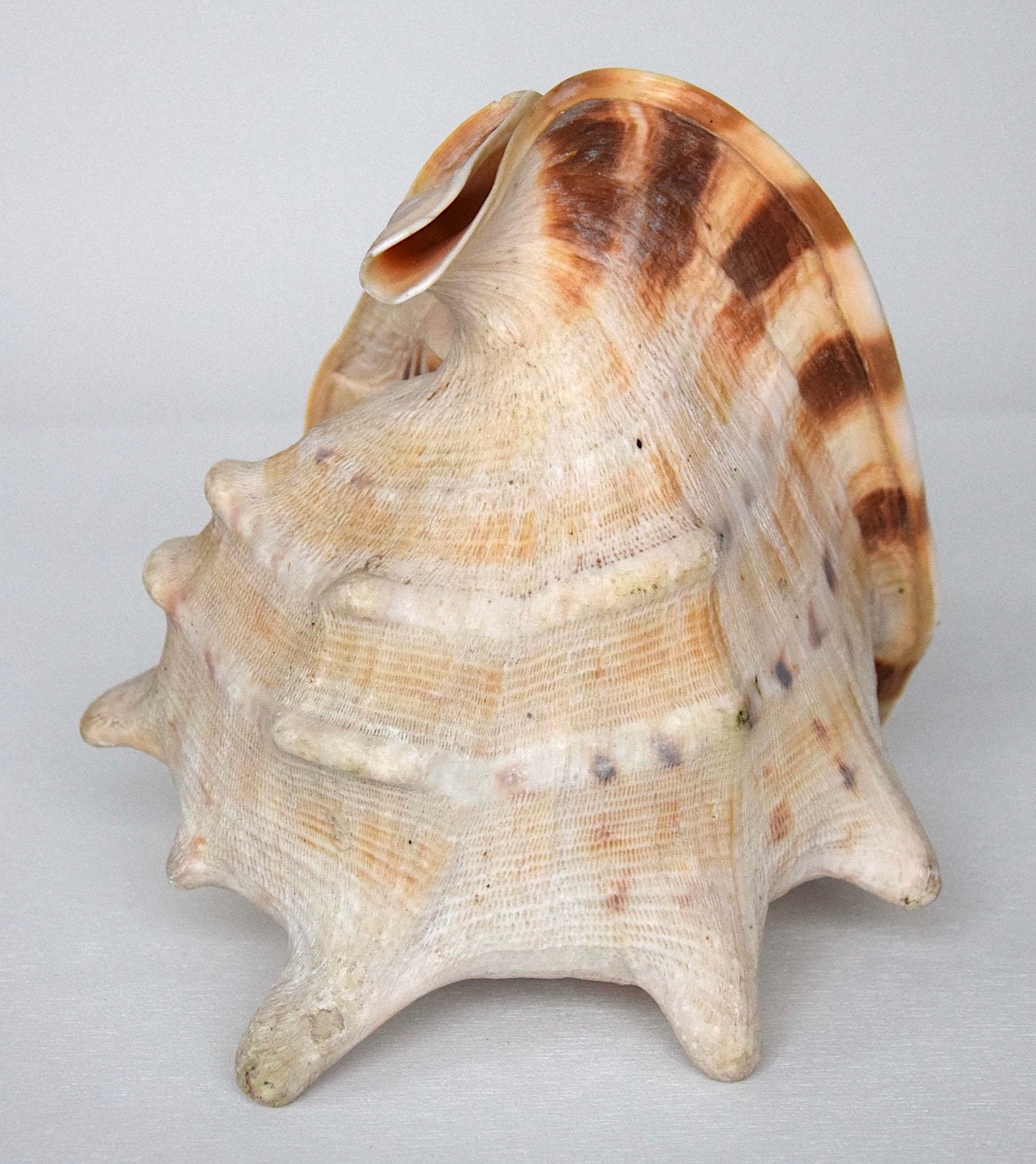 Seashells - Large "king Helmet" Seashell - Cassis Tuberosa - Cassidae ...