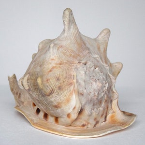 Seashells - Large "king Helmet" Seashell - Cassis Tuberosa - Cassidae ...