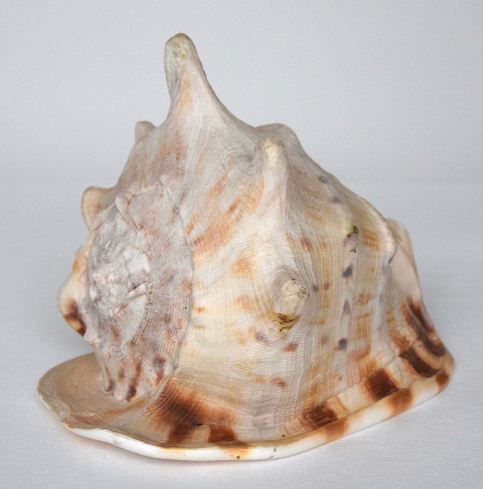Seashells - Large "king Helmet" Seashell - Cassis Tuberosa - Cassidae ...