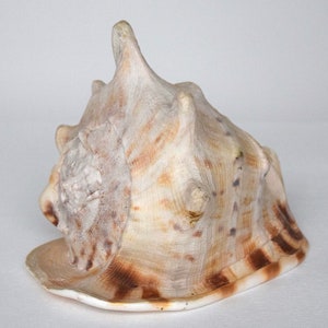 Seashells - Large "king Helmet" Seashell - Cassis Tuberosa - Cassidae ...