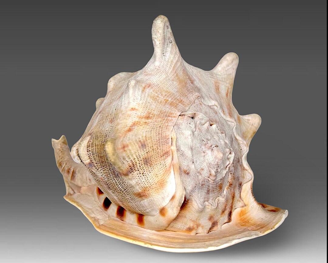 Seashells - Large "king Helmet" Seashell - Cassis Tuberosa - Cassidae ...