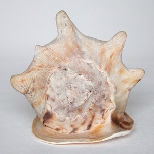 Seashells - Large "king Helmet" Seashell - Cassis Tuberosa - Cassidae ...