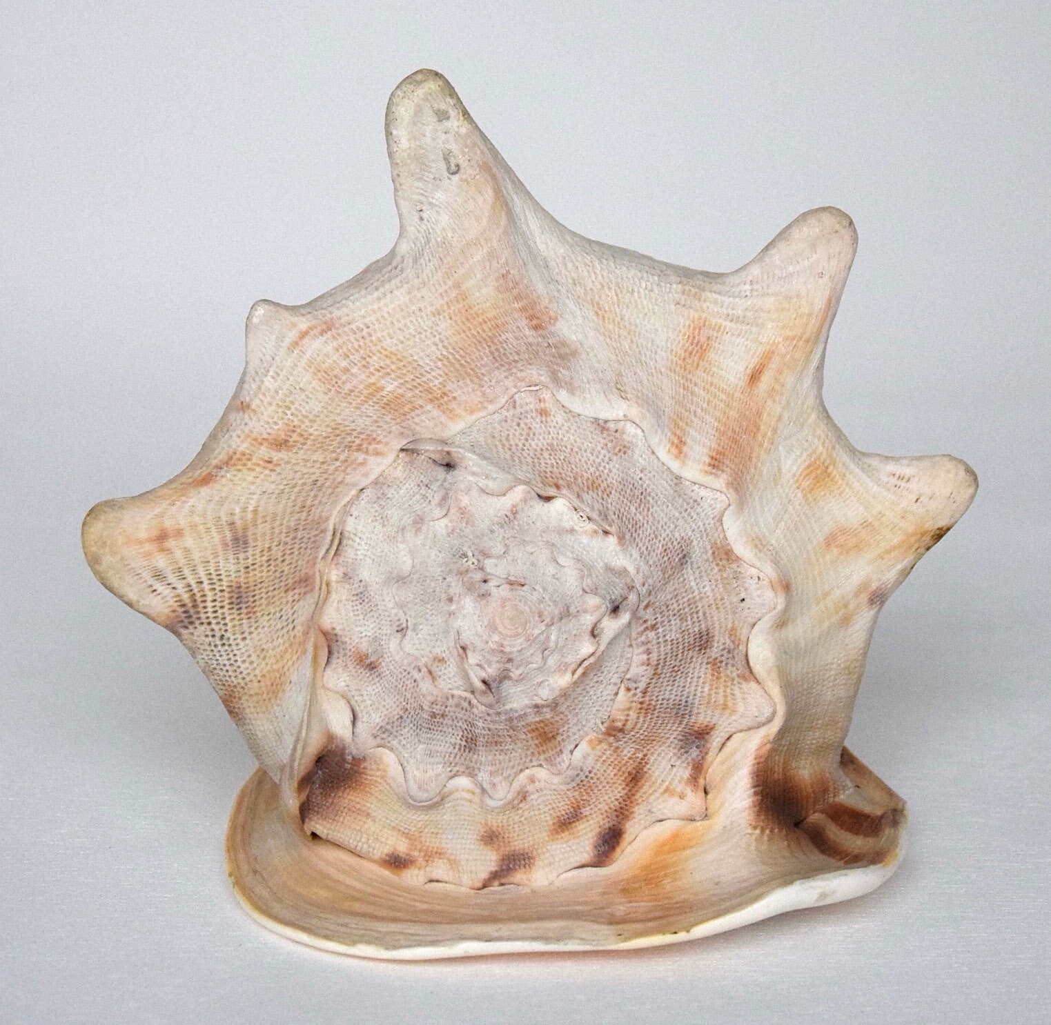 Seashells - Large "king Helmet" Seashell - Cassis Tuberosa - Cassidae ...