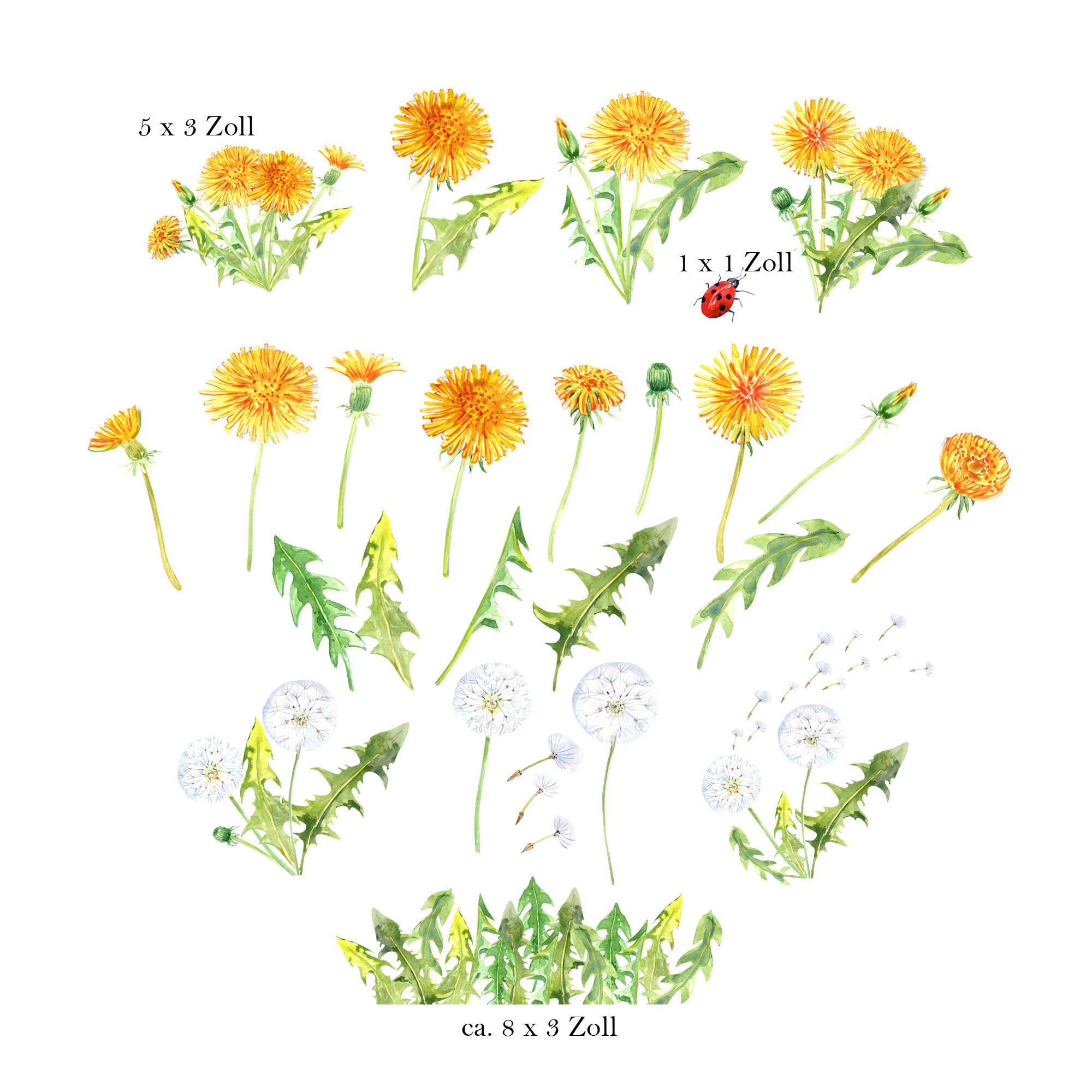 Watercolor Dandelions, Blowballs, Wild Yellow Flowers Summer Clipart ...