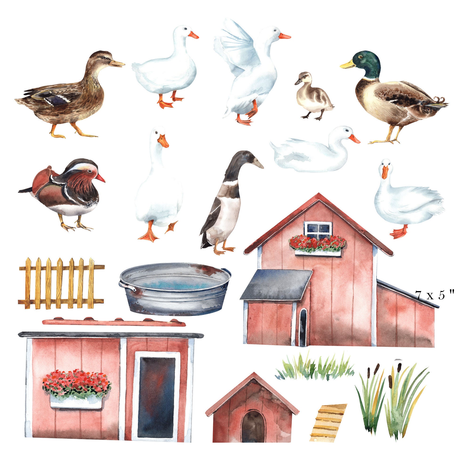 Watercolor Wild Ducks Clipart, Farm Animals, American Peking, Mandarin ...
