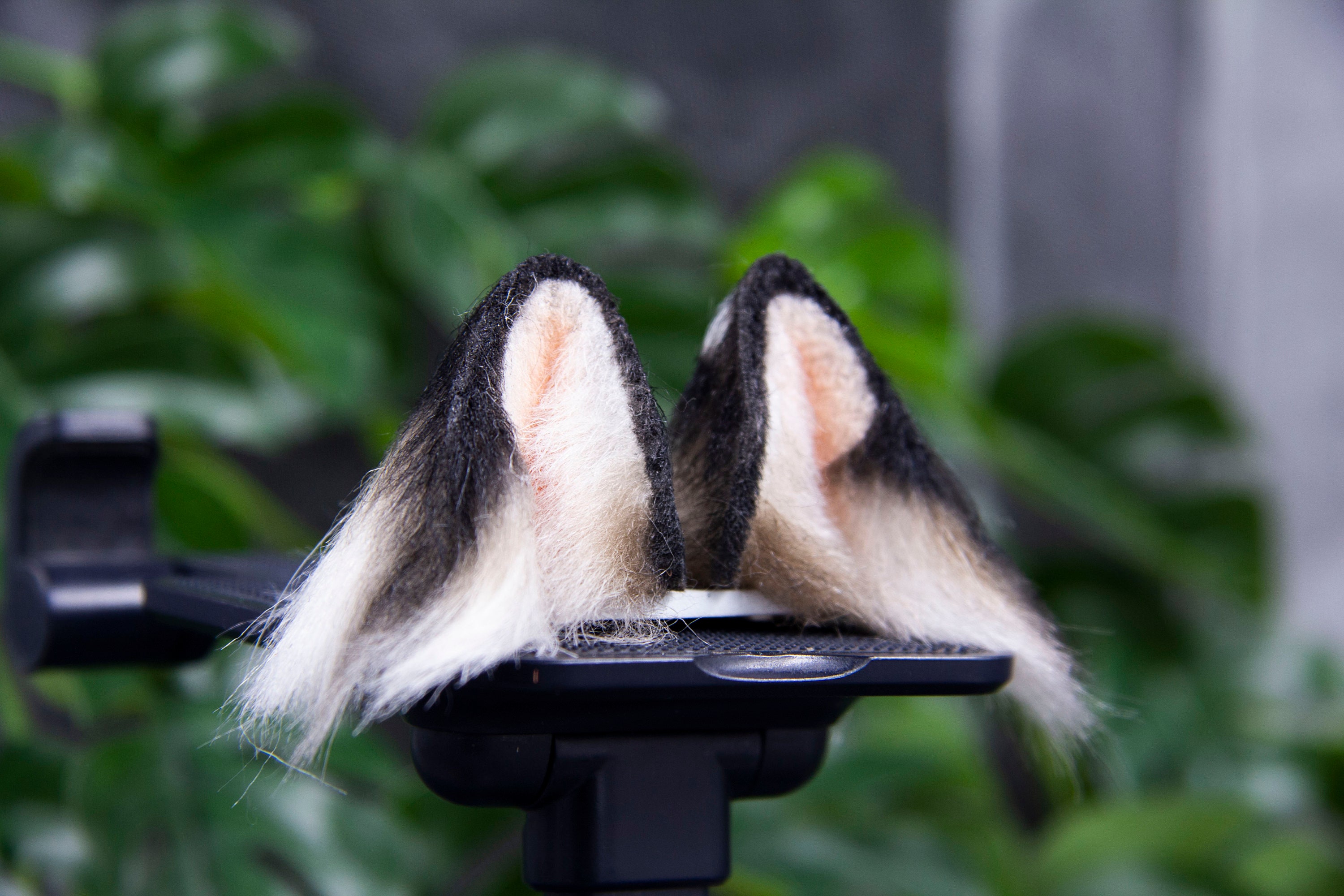BJD doll Tiger Ears and Tail Set white | Etsy
