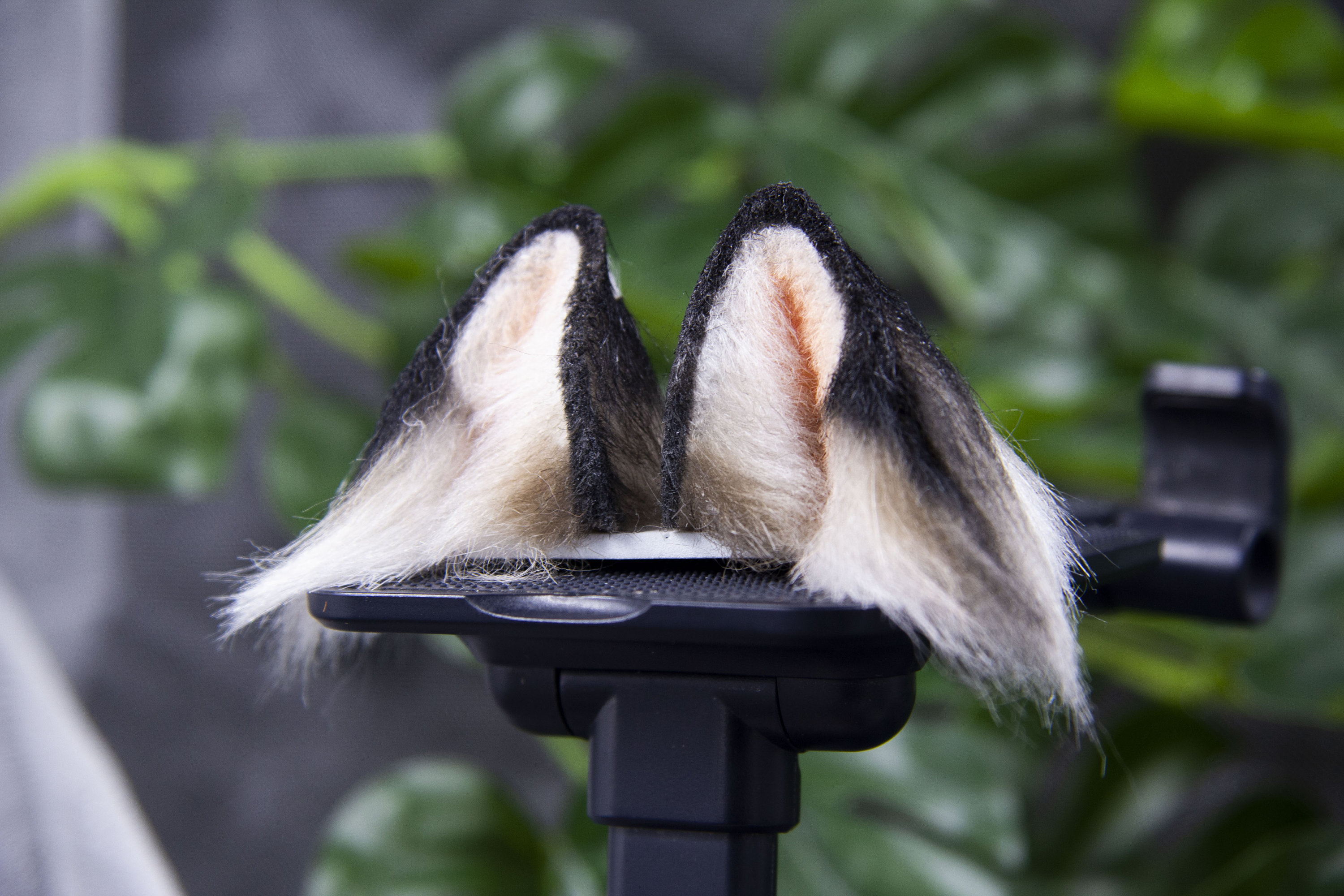 BJD doll Tiger Ears and Tail Set white | Etsy