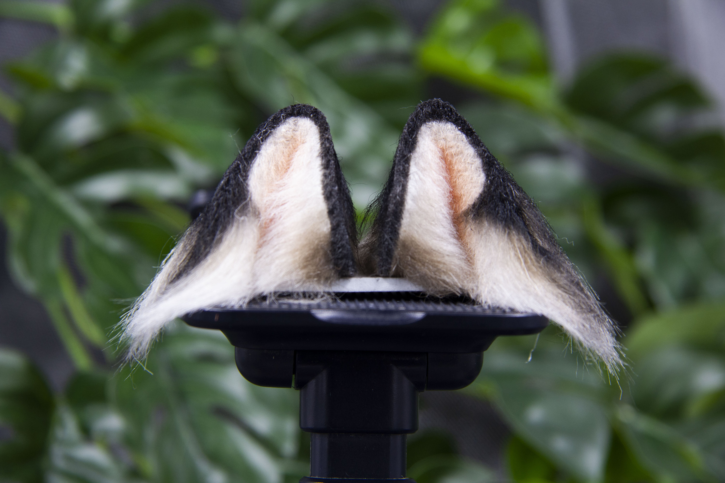BJD doll Tiger Ears and Tail Set white | Etsy