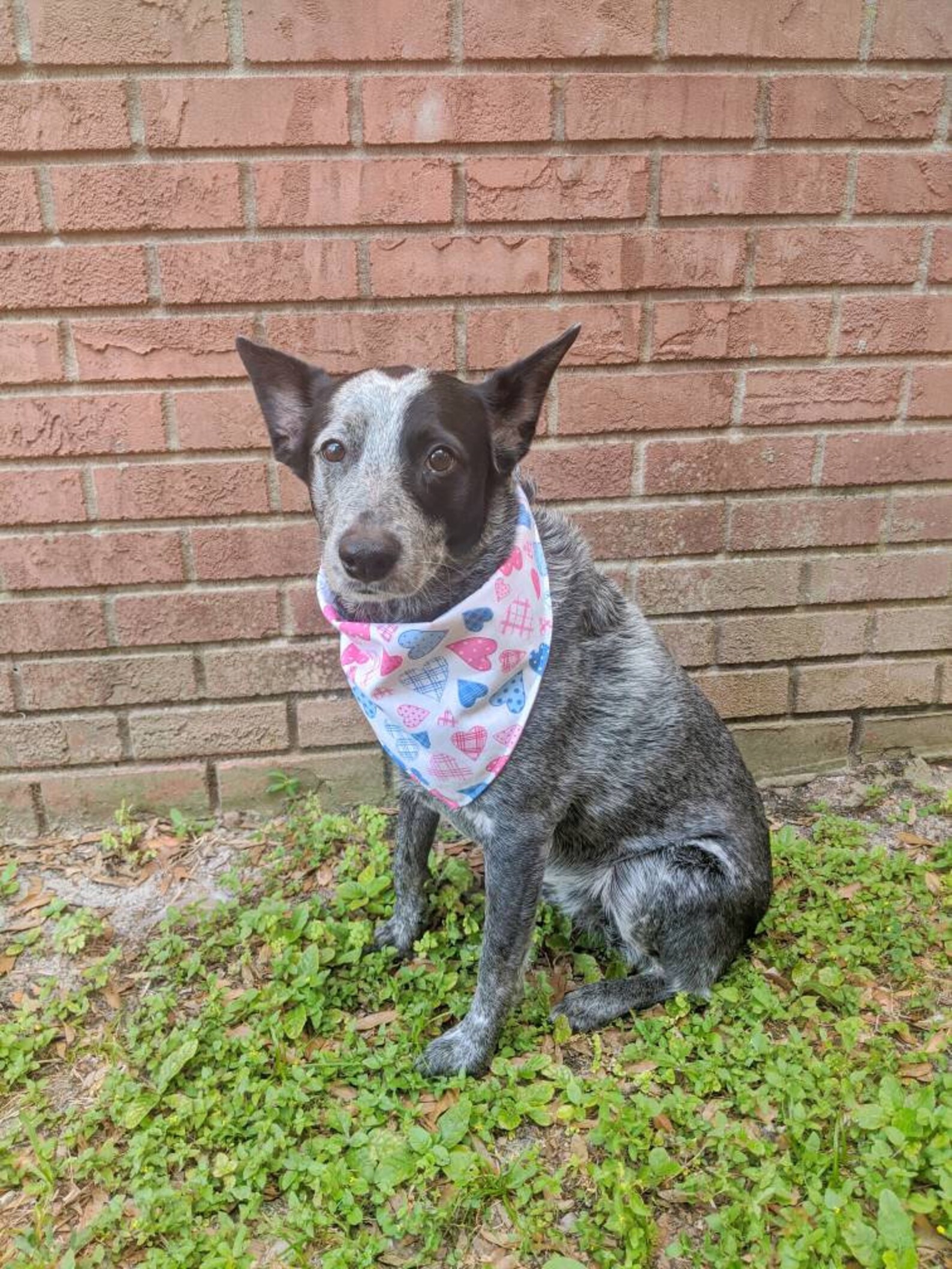 Pink Heart Print Adjustable Snap Pet Bandana Reversable Pet | Etsy