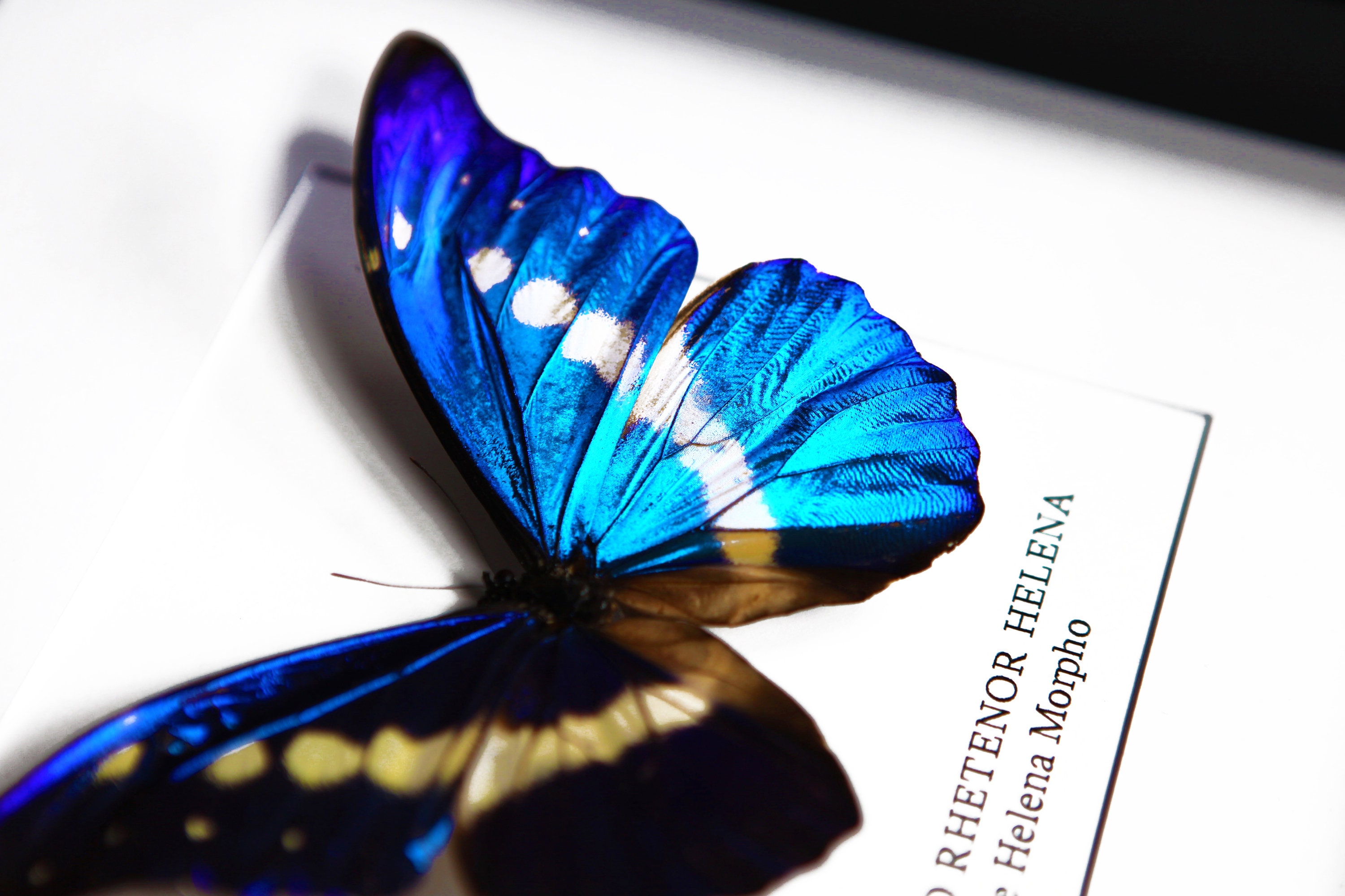 Morpho rhetenor helena Helena Morpho Butterfly Box Frame | Etsy