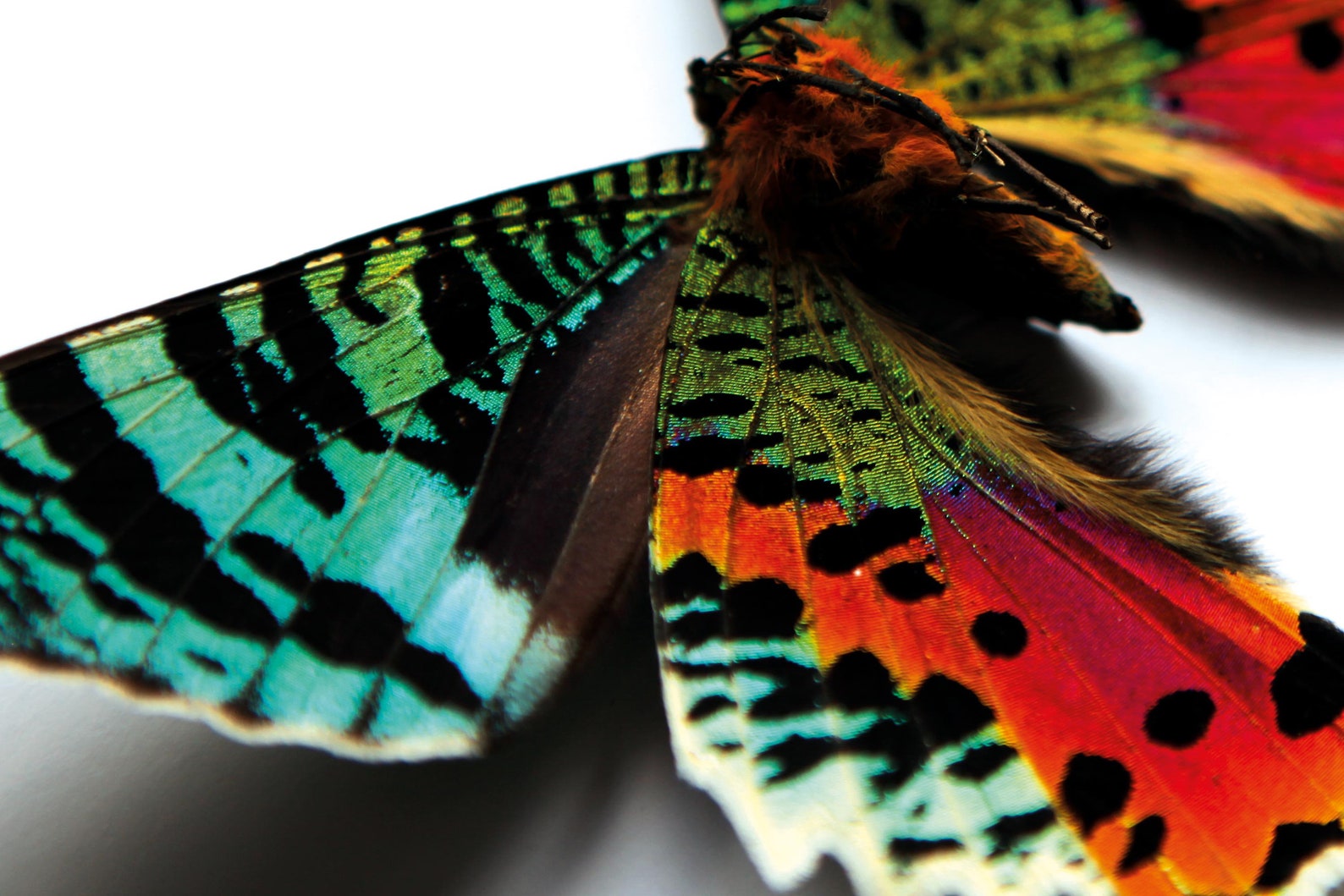 Madagascan Sunset Moth CHRYSIRIDIA RHIPHEUS colourful side | Etsy