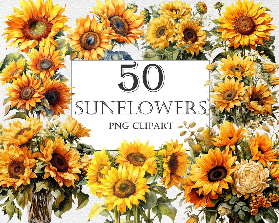 50 Watercolor Sunflowers Clipart, Fall Sunflower Floral Bouquets in PNG ...