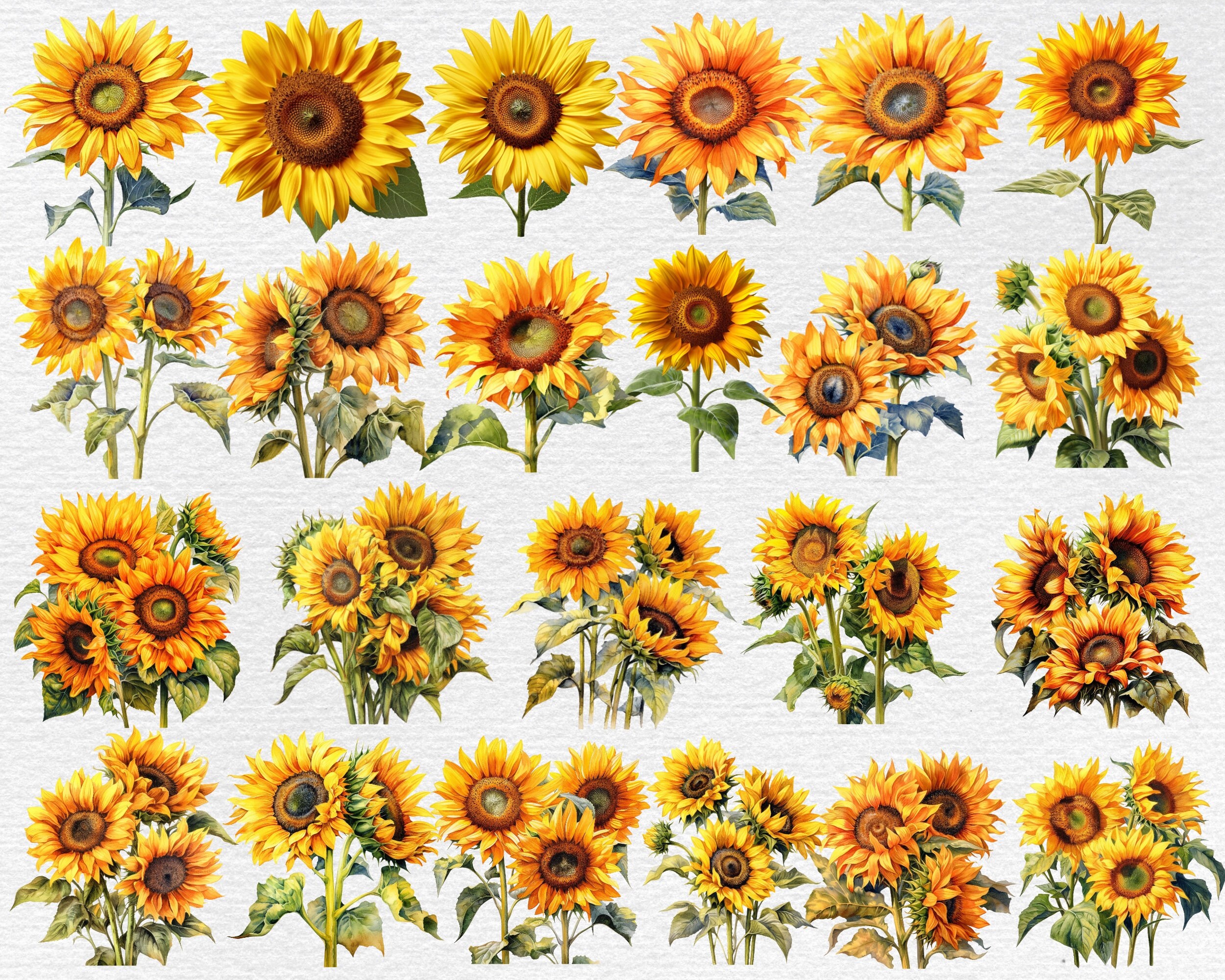 50 Watercolor Sunflowers Clipart Fall Sunflower Floral - Etsy