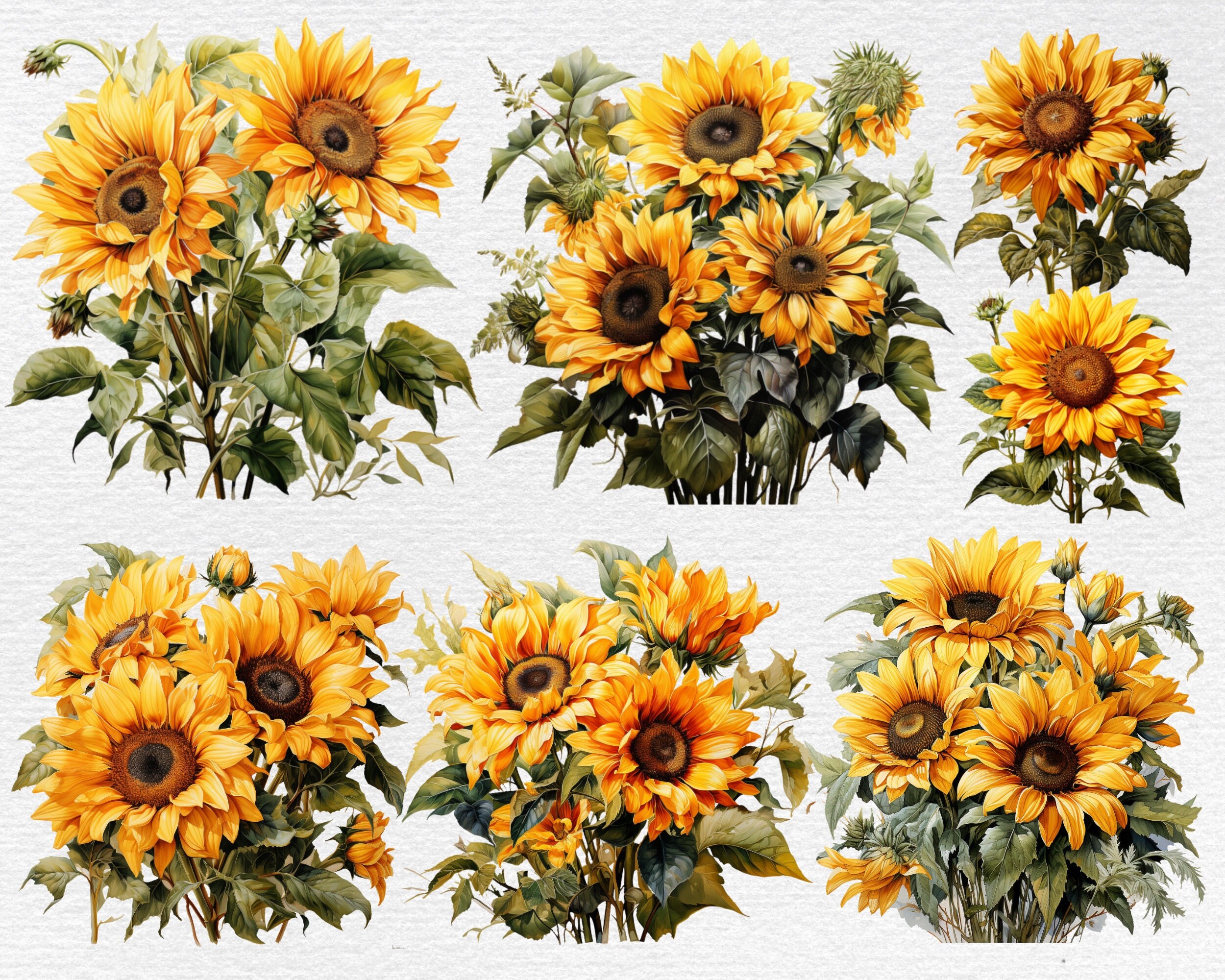 50 Watercolor Sunflowers Clipart Fall Sunflower Floral - Etsy