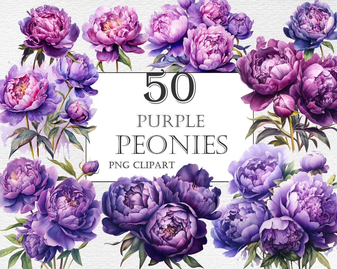 50 Purple Peony Clipart Pack - Transparent PNG, Full Commercial Use ...