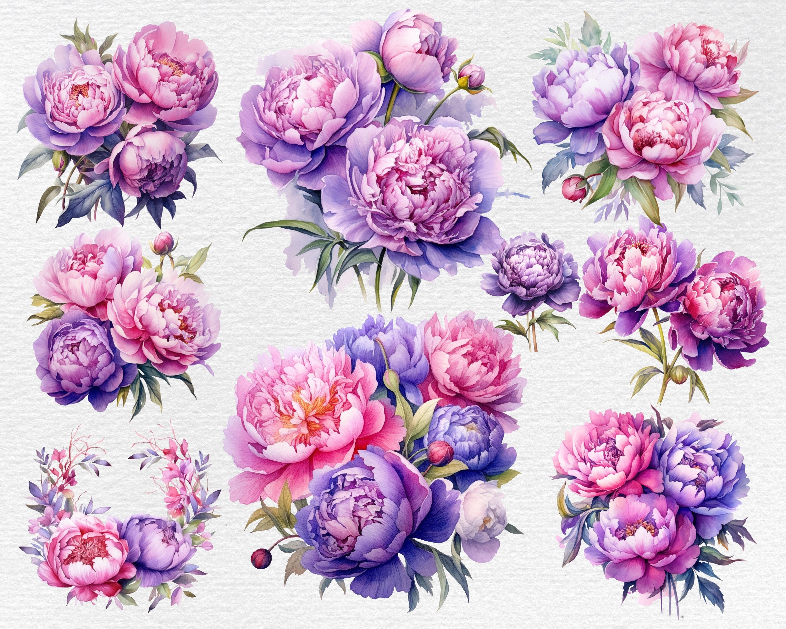 Pink & Purple Peonies Watercolor Clipart Summer Flowers - Etsy