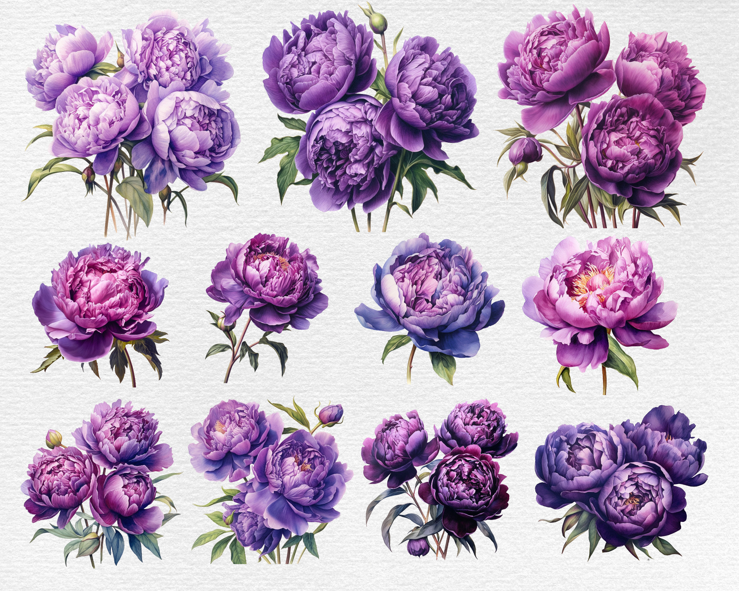 50 Purple Peony Clipart Pack Transparent PNG, Full Commercial Use ...