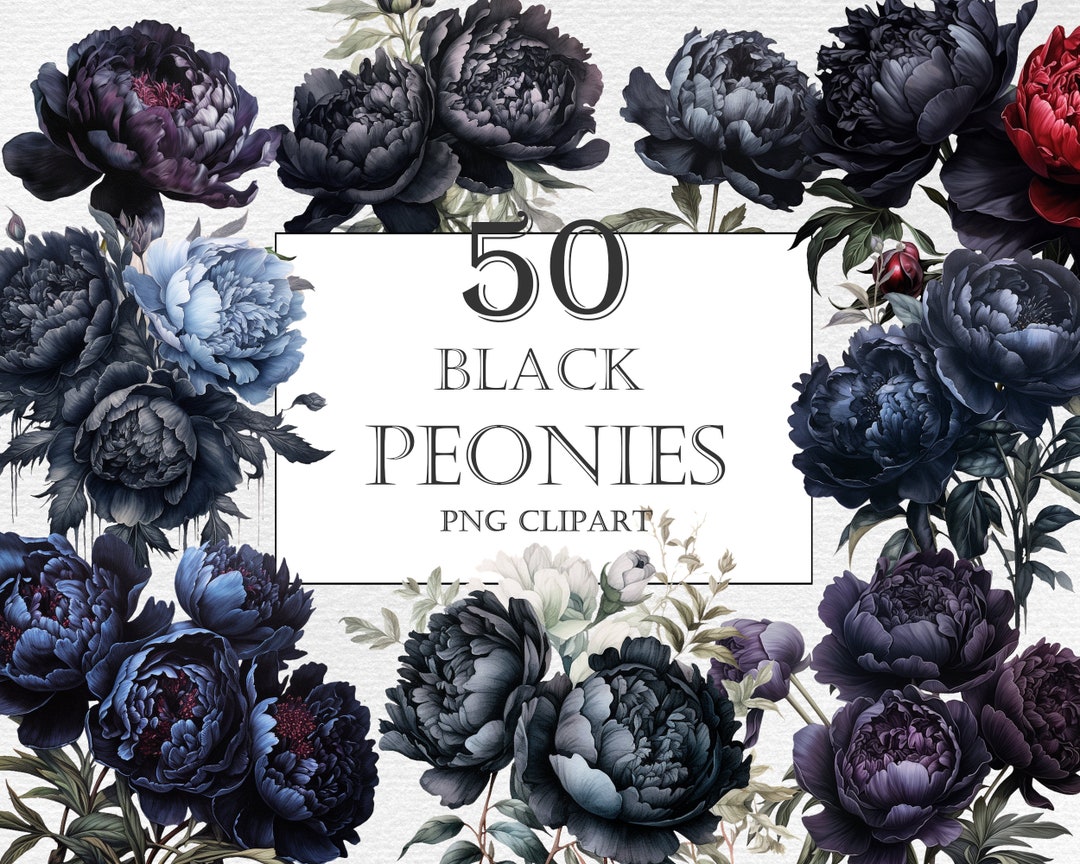 Black Peony Transparent Background, Watercolor Peonies Flower Clipart ...