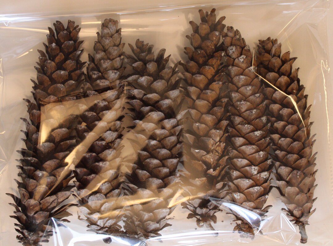 Large Pine Cones 6 Pack - Etsy Canada