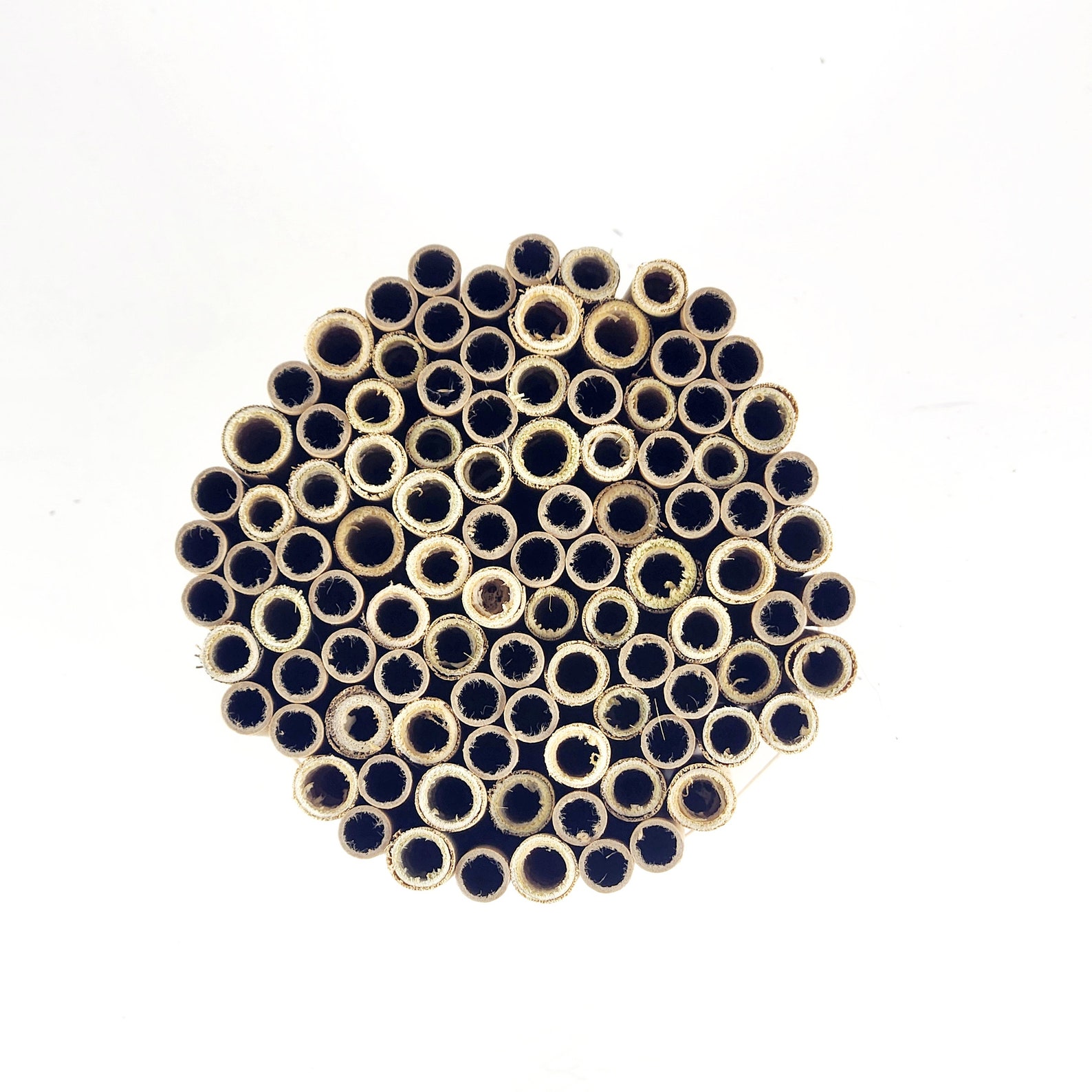 Bee Nesting Material Combo Pack Natural Phragmite Reeds and Cardboard ...