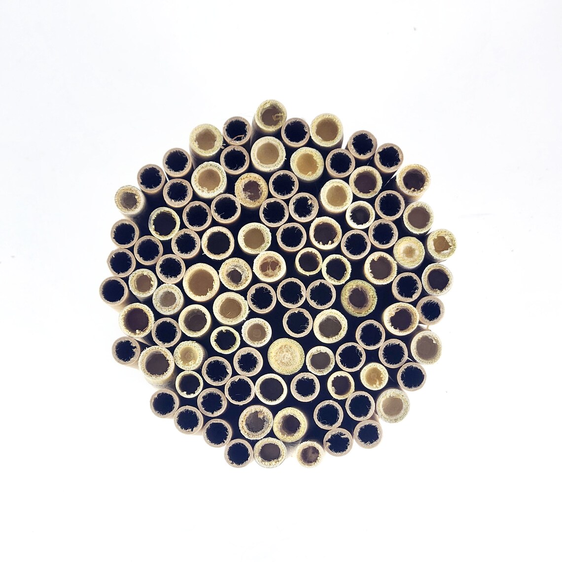 Bee Nesting Material Combo Pack Natural Phragmite Reeds and Cardboard ...