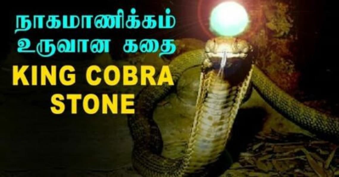 King Cobra Pearl | Cobra Stone Nagamani | King Cobra Snake Pearl ...