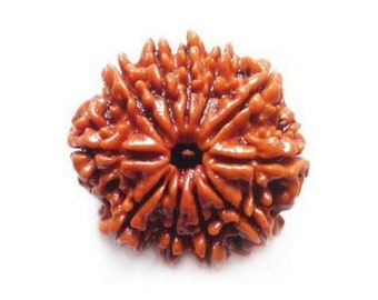 13 Mukhi Natural Rudraksha Bead Energized Collector Size - Lab ...