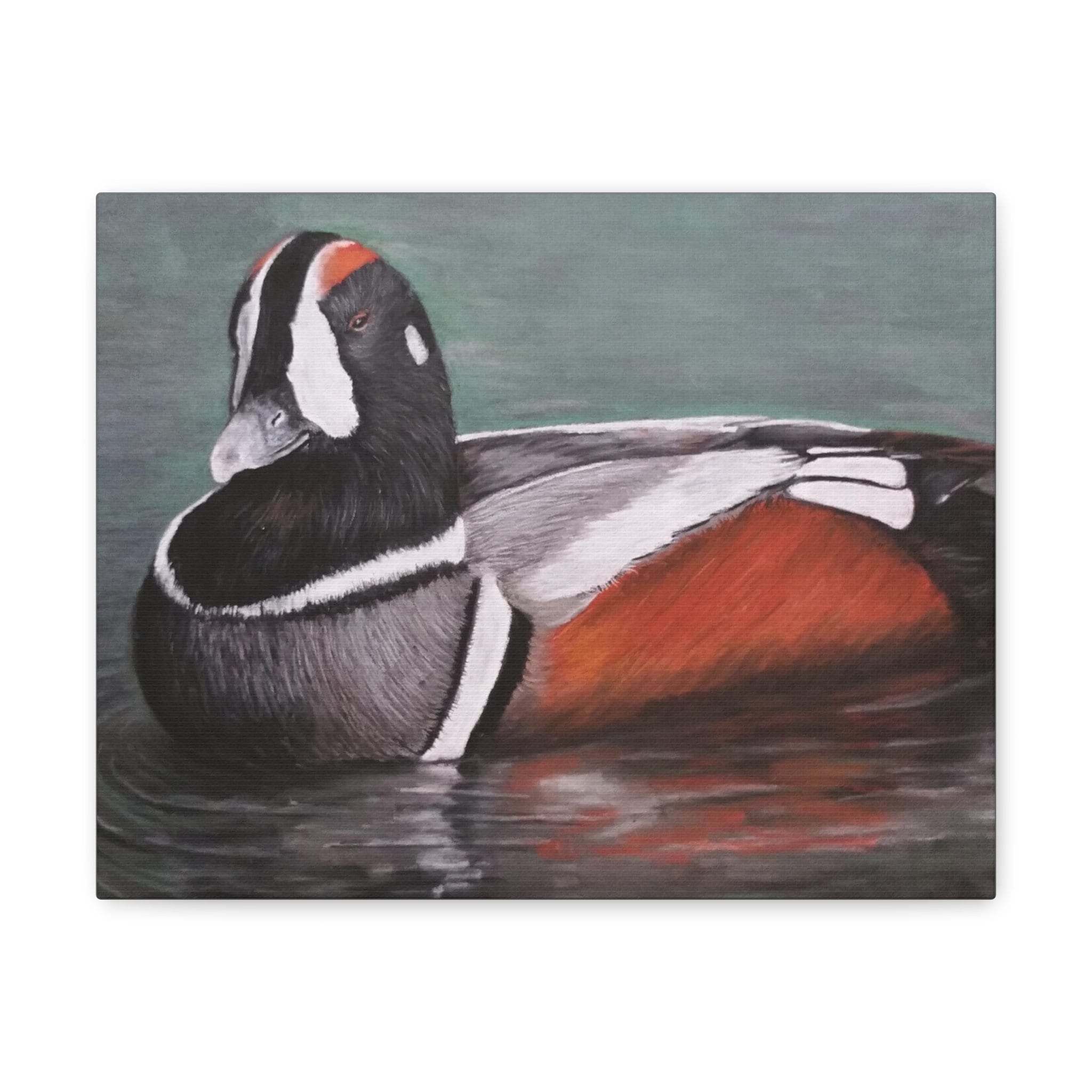 Harlequin Duck Pastel Drawing by Carl Lang 14x11 Printed on a - Etsy