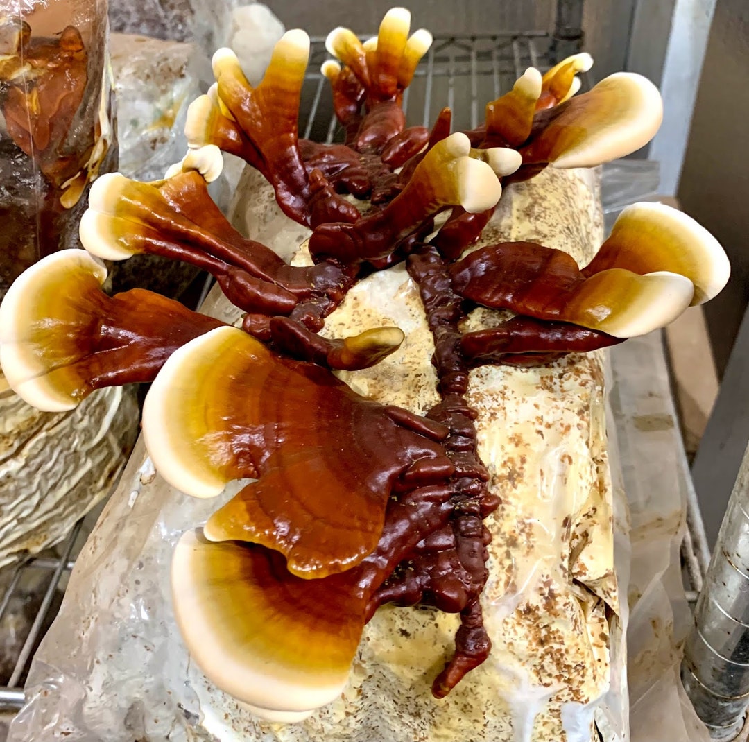 Dry Reishi Mushrooms, Cultivated in the USA. Fruiting Bodies Dried to ...