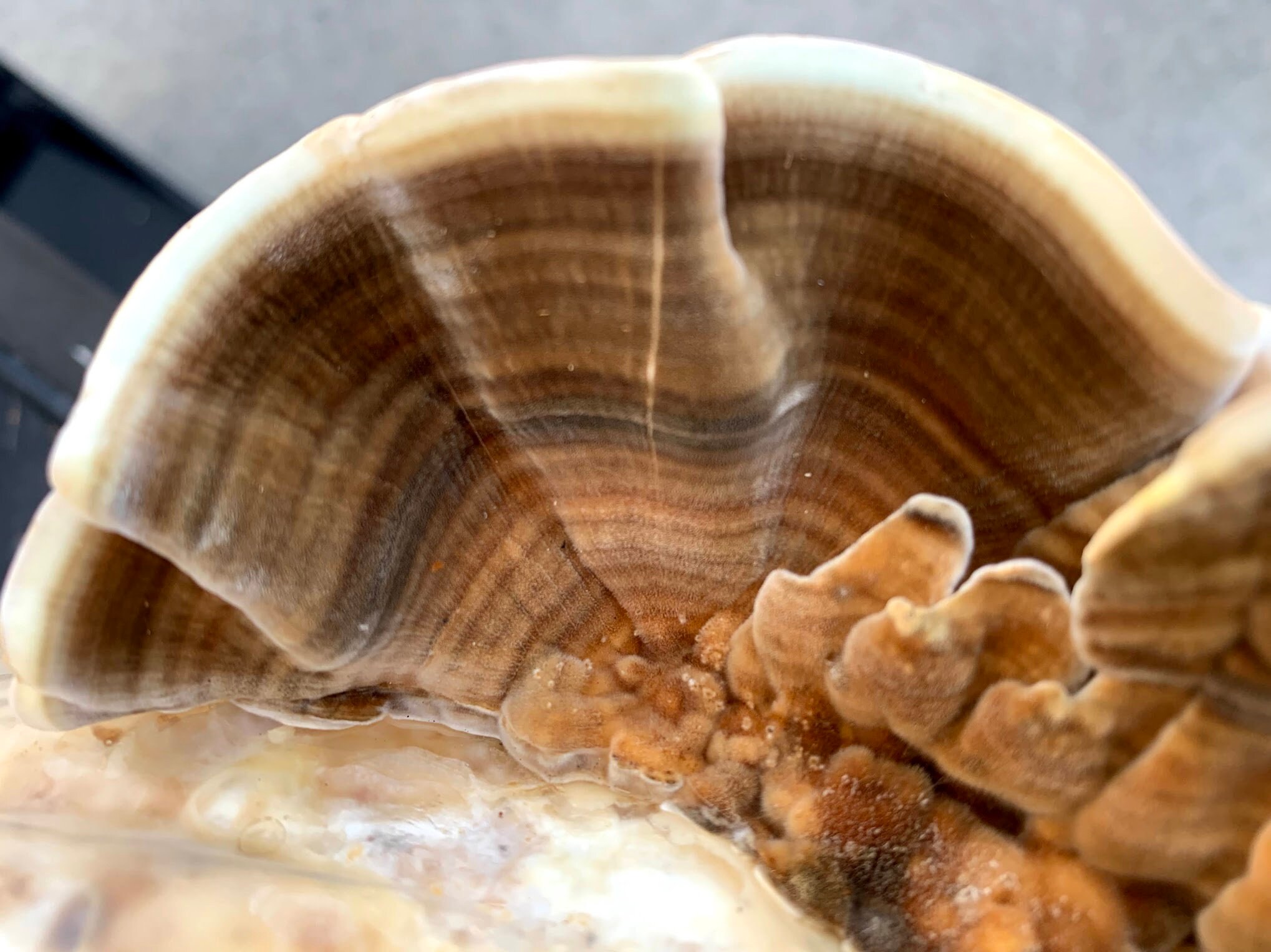 Dry Turkey Tail Mushrooms, Cultivated in the USA. Fruiting Bodies Dried ...