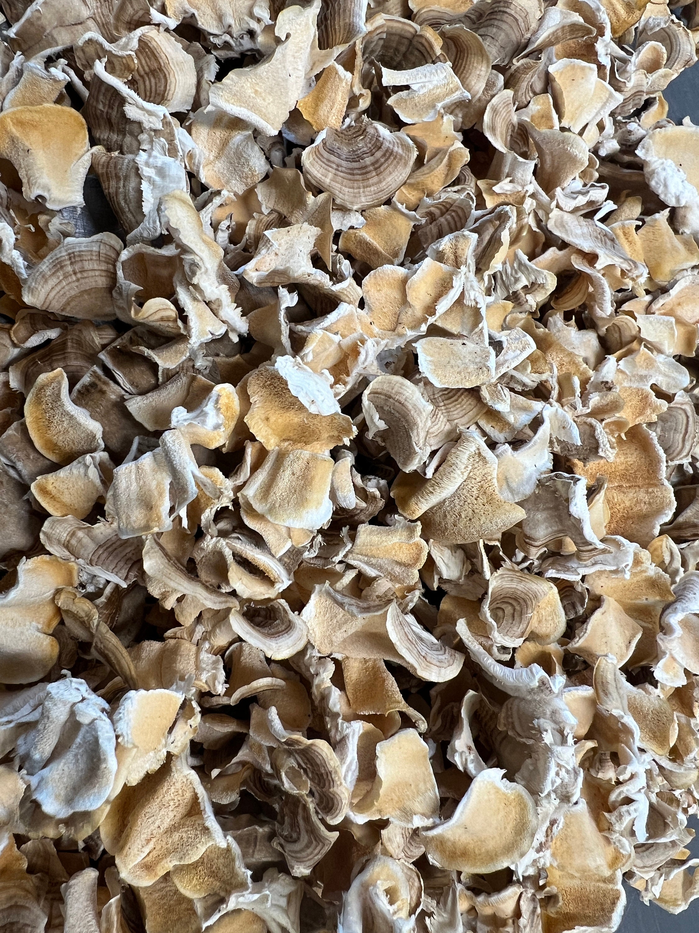 Dry Turkey Tail Mushrooms, Cultivated in the USA. Fruiting Bodies Dried ...