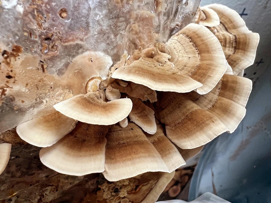 Dry Turkey Tail Mushrooms, Cultivated in the USA. Fruiting Bodies Dried ...