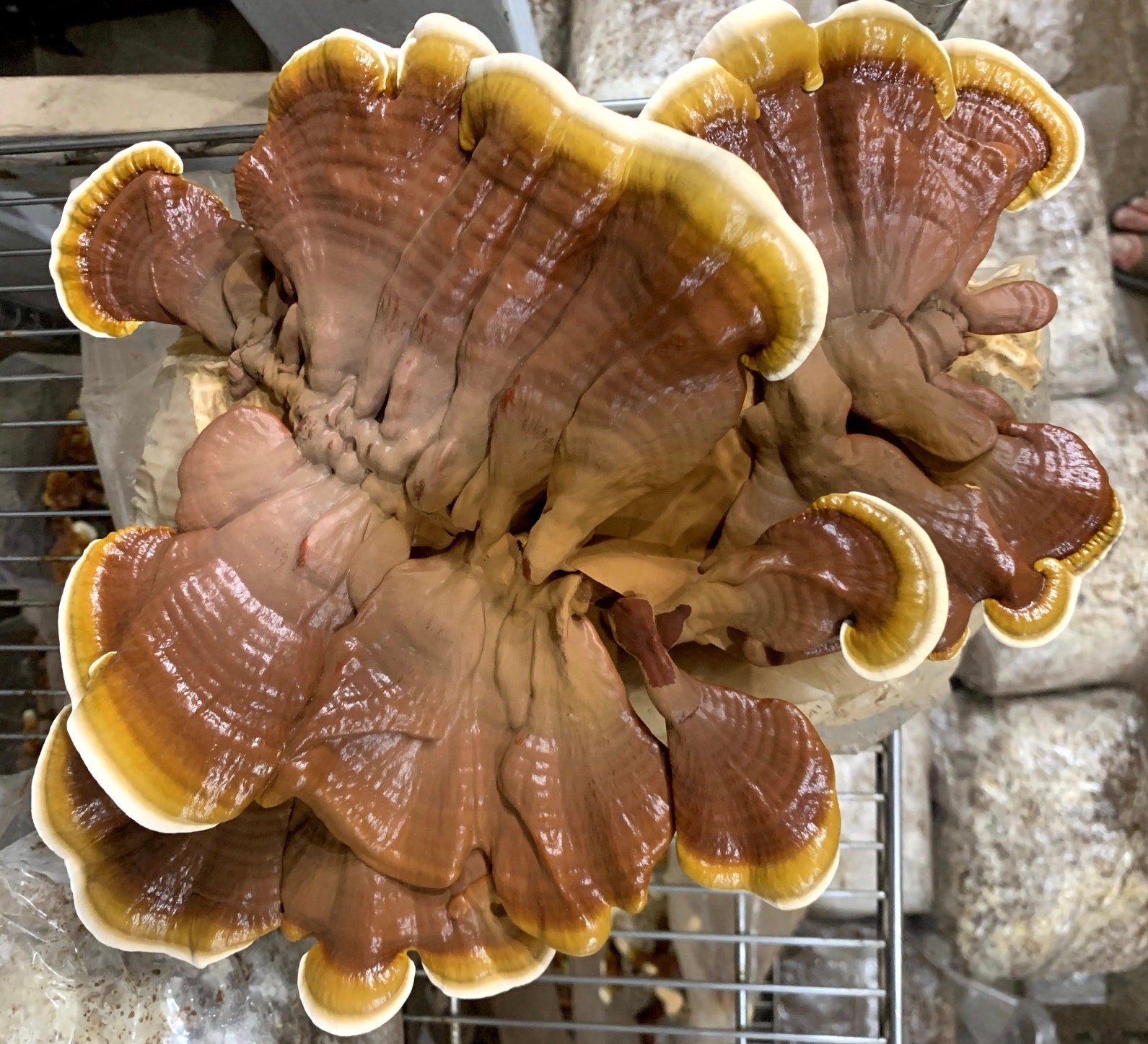 Dry Reishi Mushrooms, Cultivated in the USA. Fruiting Bodies Dried to ...