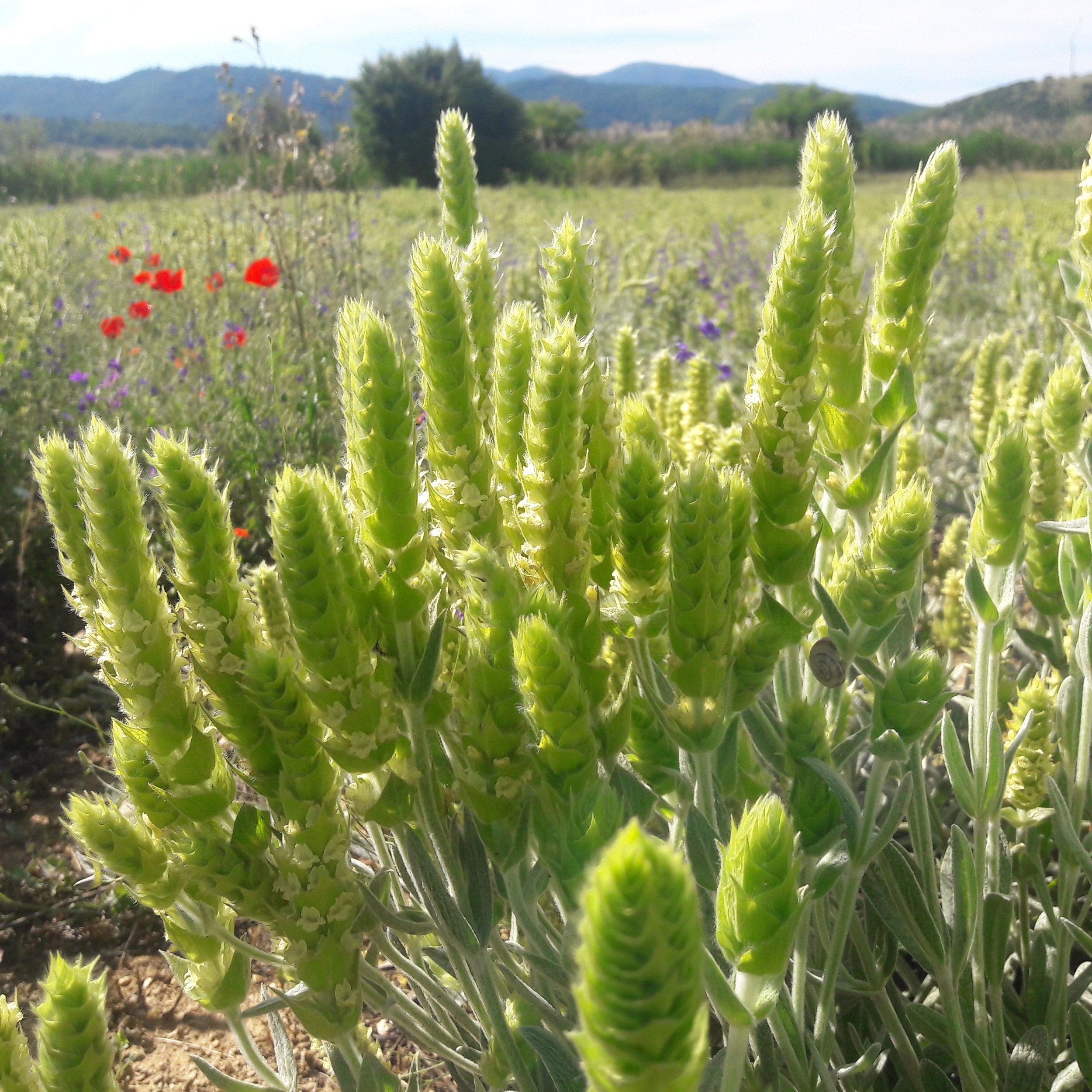 Organic Greek Olympus Mountain Herbal Tea Sideritis Scardica - Etsy UK