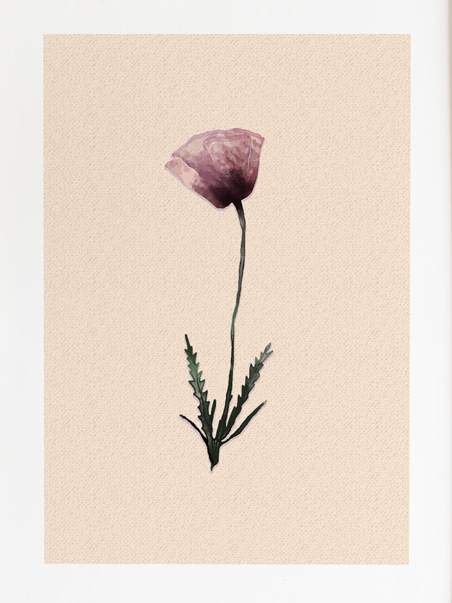 Printable Poppy Flower, Digital Poster, Instant Download, Herbarium ...