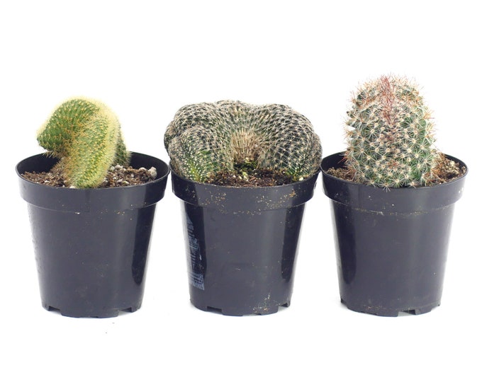 Crested Cactus Variety 3 Pack Live Cactus Plant House - Etsy