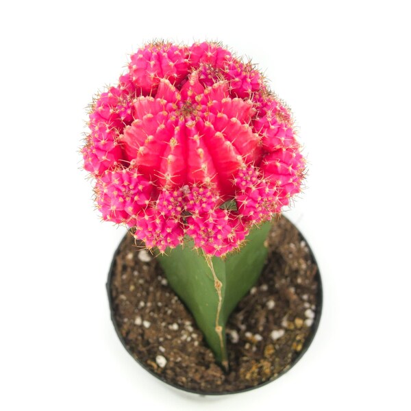 Pink Cactus - Etsy